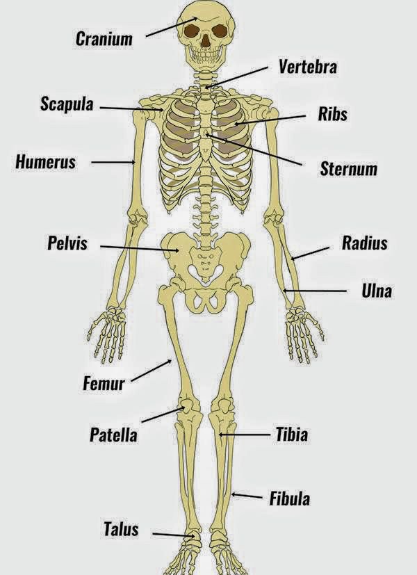 LET’S FIND OUT HOW THE SKELETAL SYSTEM IS ARRANGED – KIMS