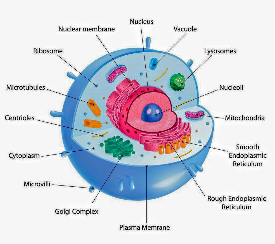 ENDOMEMBRANE SYSTEM – KIMS